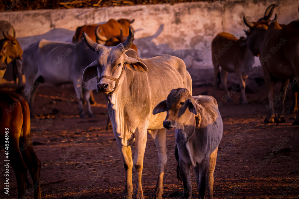 Group of cow farm agriculture,indian cow in gaushala,cows group on a ...