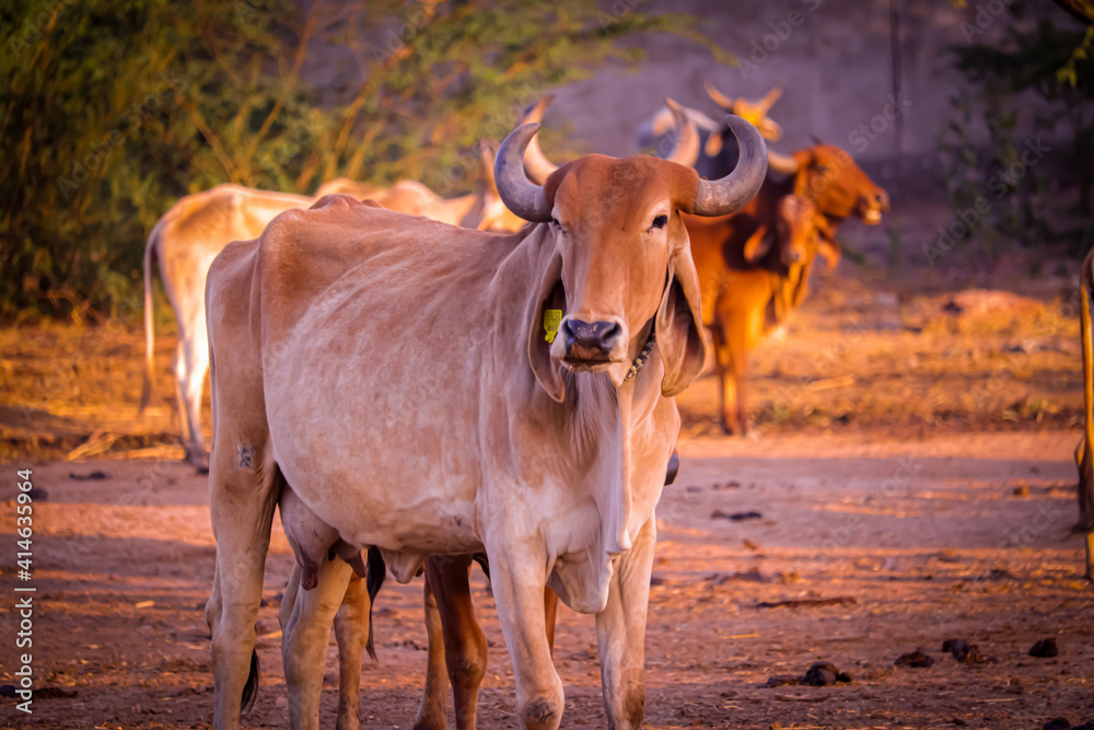 Indian cow,curious cow eating grass at the field,cattle Shed Rural ...