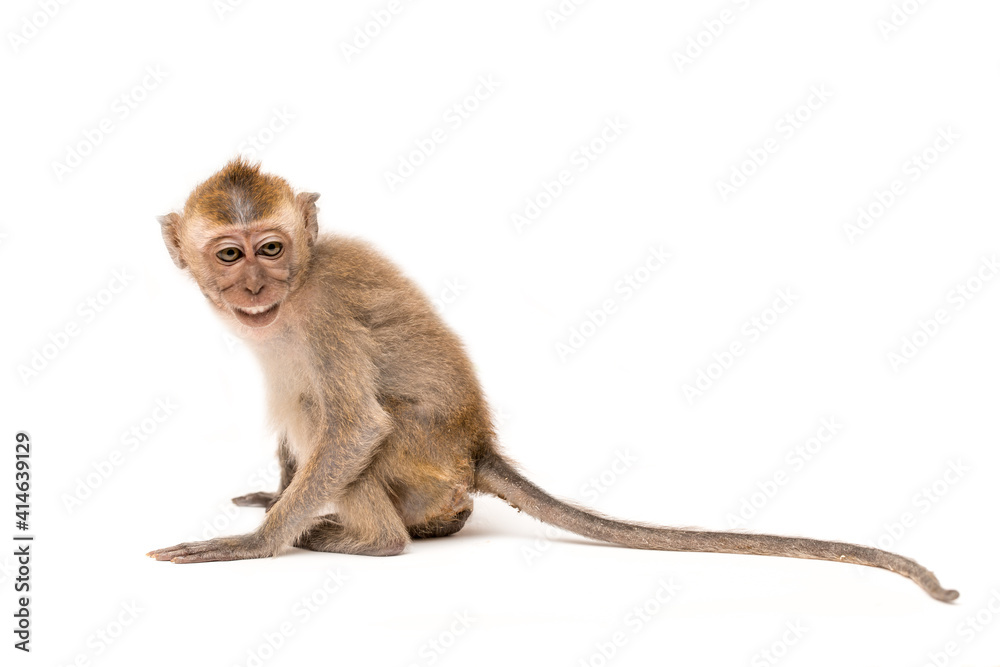 Monkey on a white background. Macaque isolated for design. The primate ...