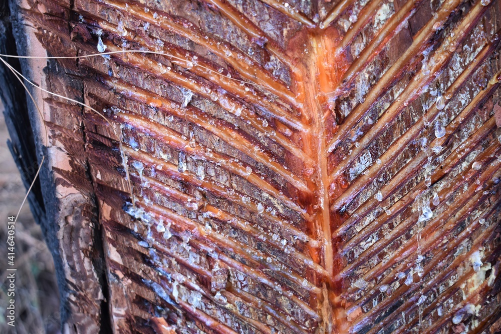 Gum is being extracted from pine tree closeup background Stock Photo ...