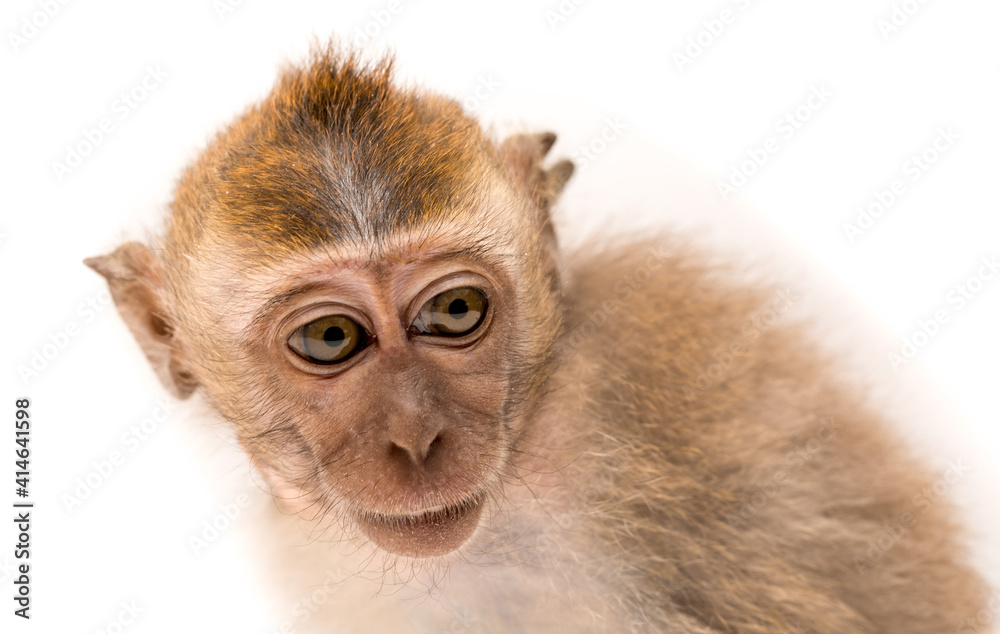 Monkey on a white background. Macaque isolated for design. The primate ...