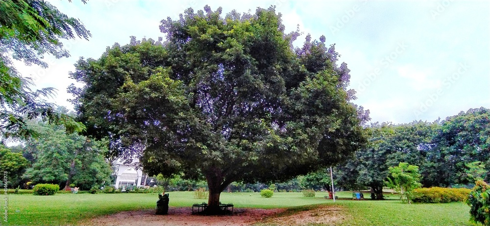 Large arjuna tree in beautiful indian park Stock Photo | Adobe Stock