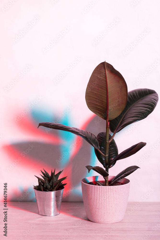 Home plants ficus and cactus growing in decorative pots on the white ...