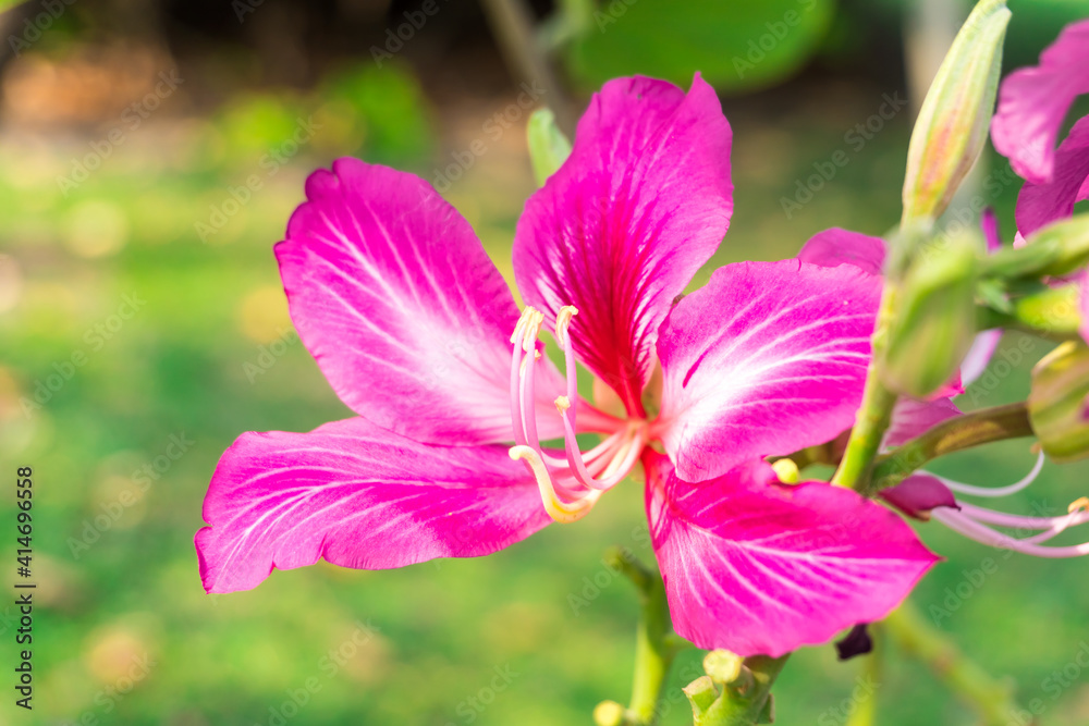 Chongkho flowers are purple flowers. Big and tall stems are popular ...