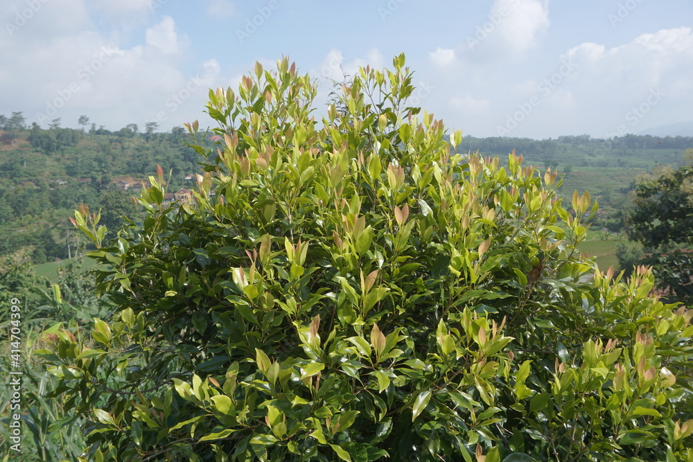 Clove leaves on the tree. Also called cengkih, cengkeh, Syzygium ...