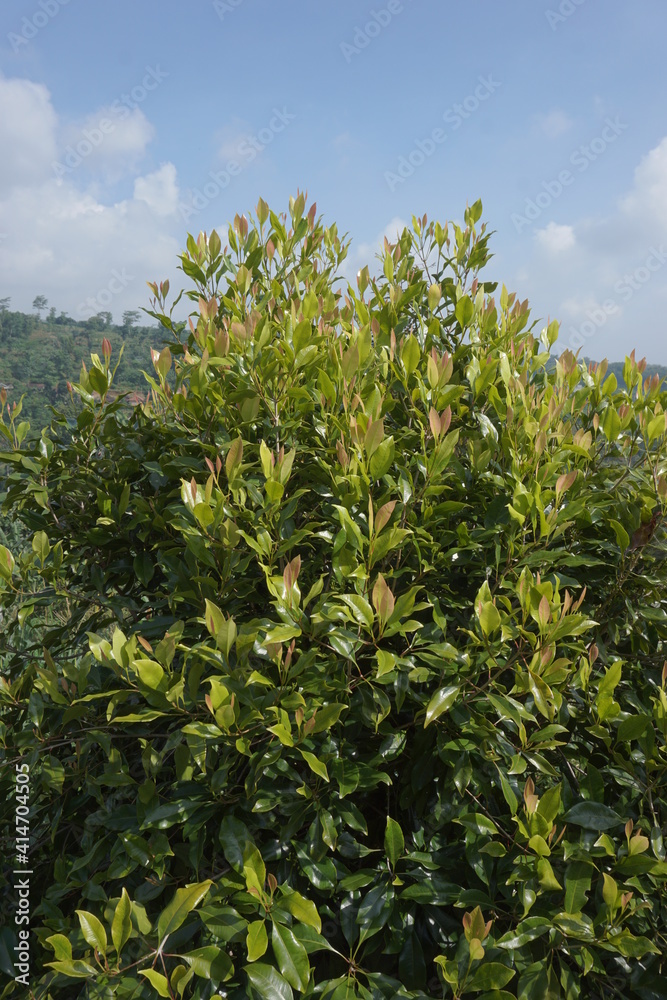 Clove leaves on the tree. Also called cengkih, cengkeh, Syzygium ...