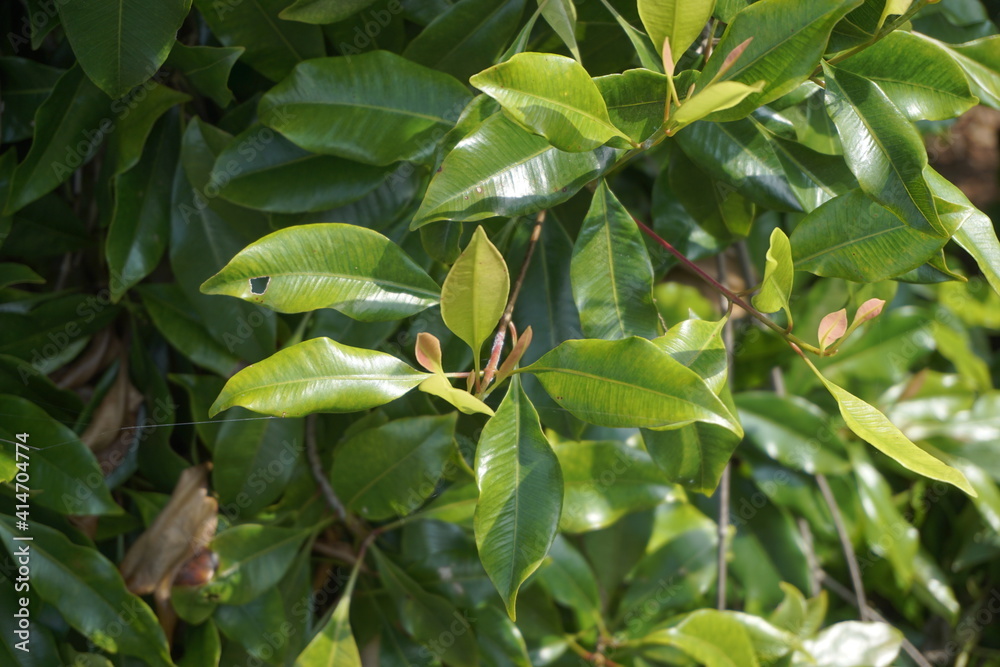 Clove leaves on the tree. Also called cengkih, cengkeh, Syzygium ...
