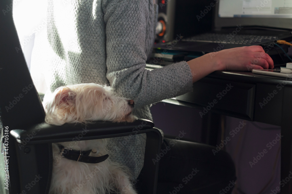 Foto de Dog sleeping in desk chair behind woman while she works on ...