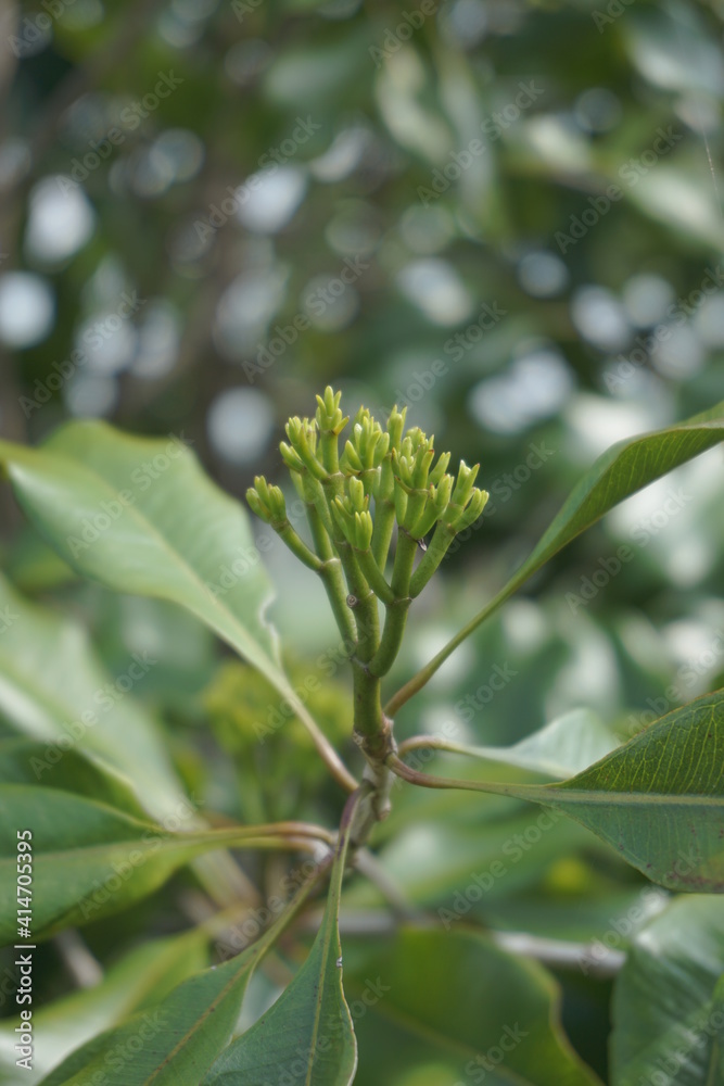 Clove leaves on the tree. Also called cengkih, cengkeh, Syzygium ...