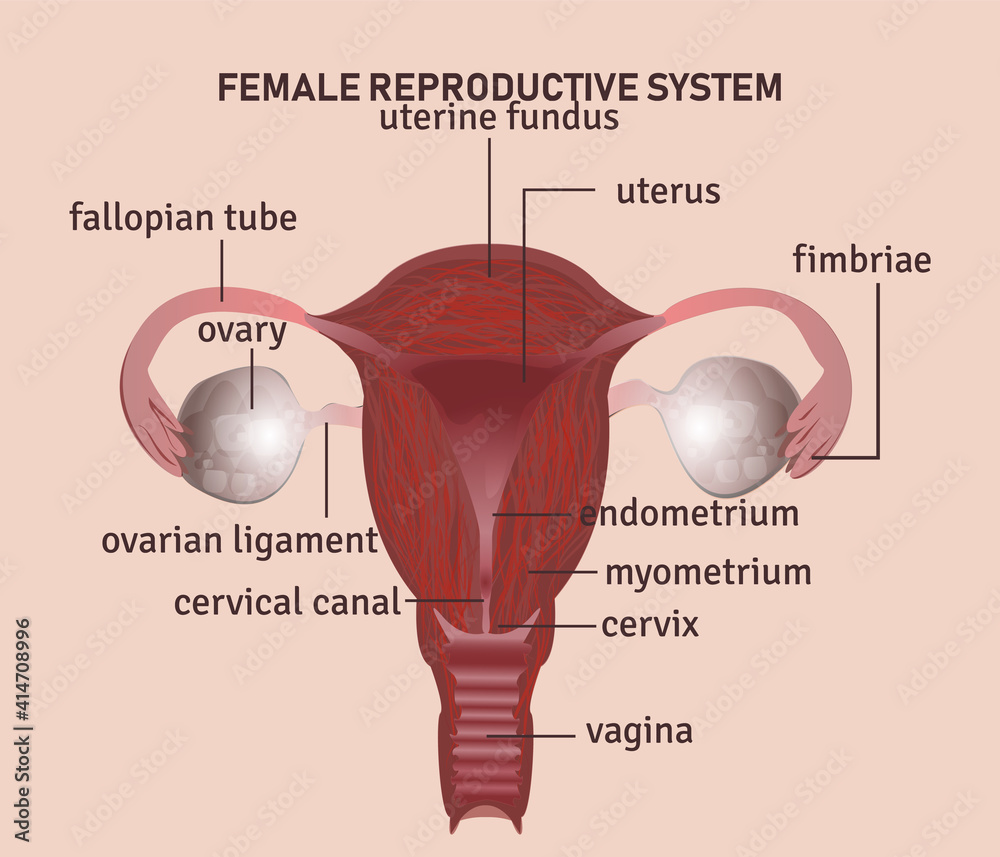 Vector Educational Illustration Anatomy Of The Female Reproductive