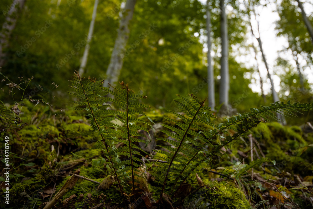 Beautiful nature background of vivid green ferns. Backdrop of lush fern ...