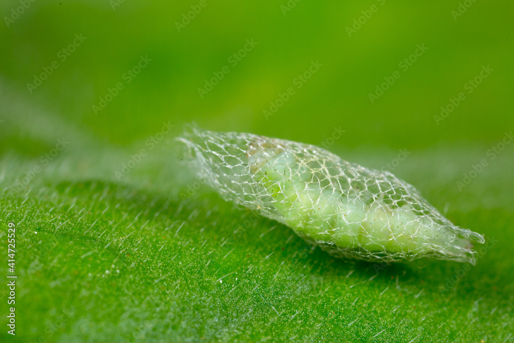 Cocoon of green caterpillar on the leaves of plants. Parasites in ...