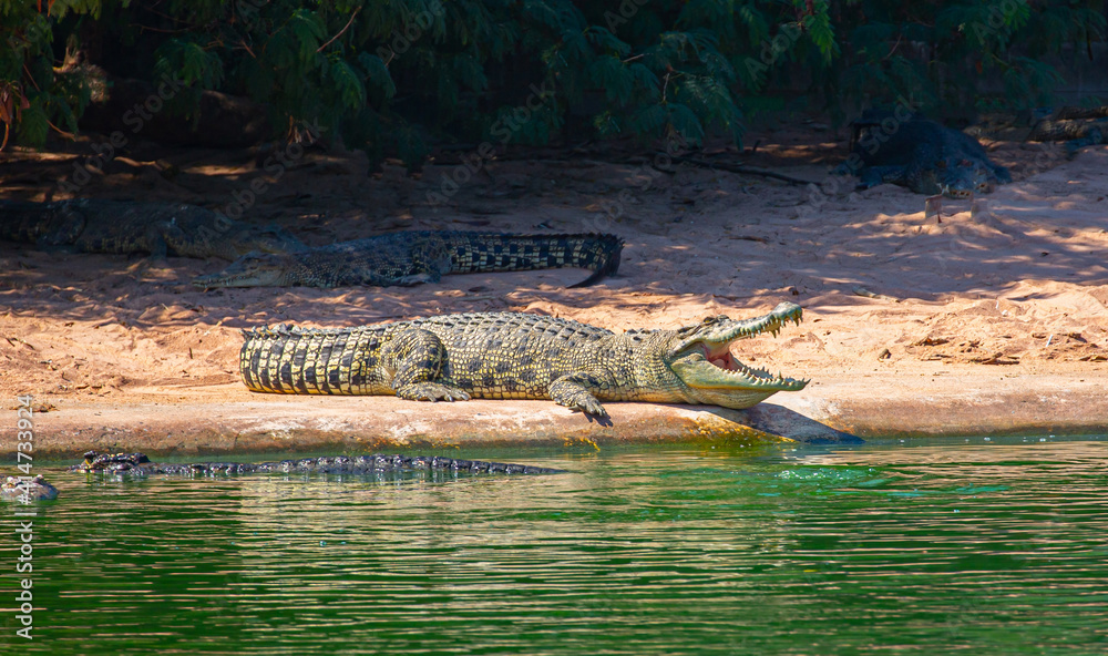Crocodiles in nature swim in the lake. Many predators lie on the banks ...