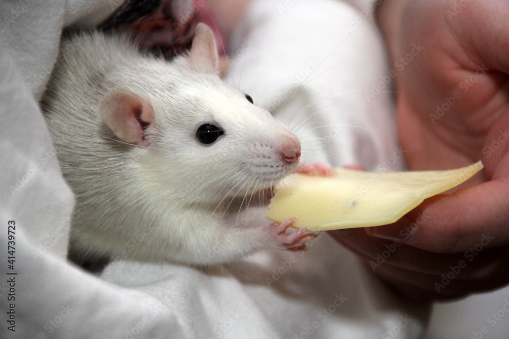A white fancy rat sits in human hands and eats cheese. The fancy rat is ...