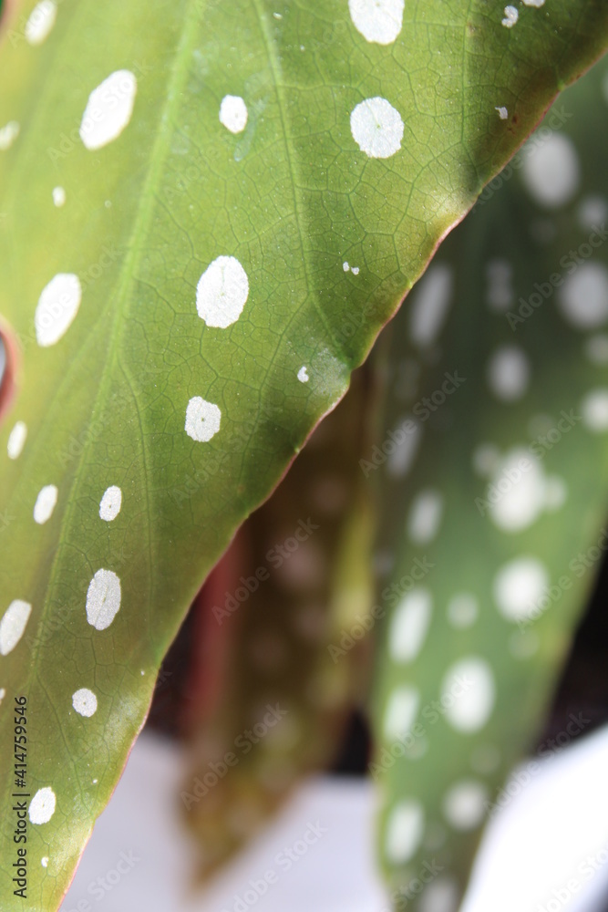 Begonia maculata, also known as silver spotted begonia or polka dot ...