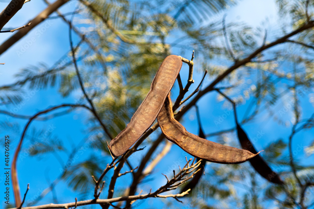 Long brown pods in front of blue sky Stock Photo | Adobe Stock