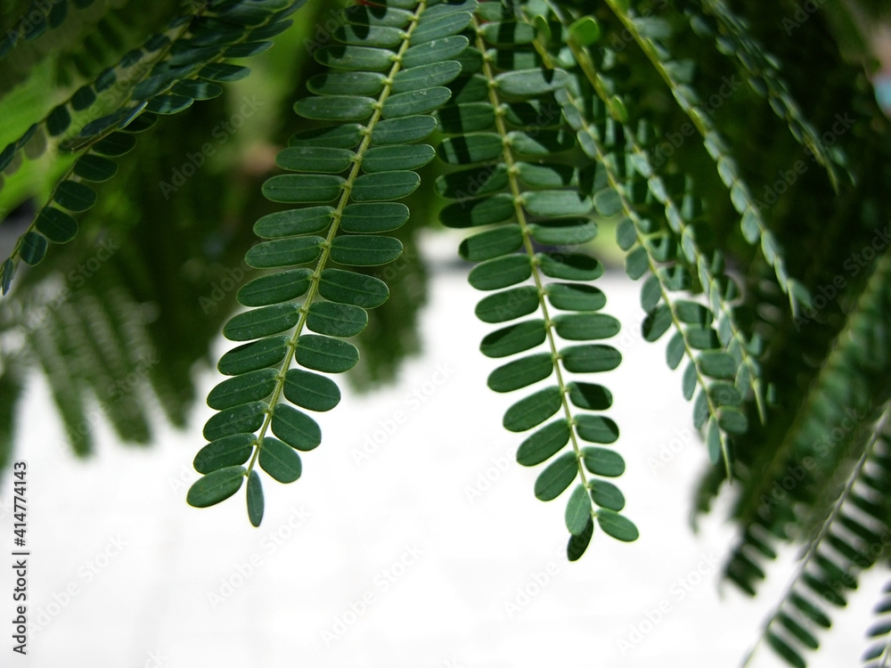 Foto de Acercamiento a hojas de árbol de tabachin o delonix con partes ...