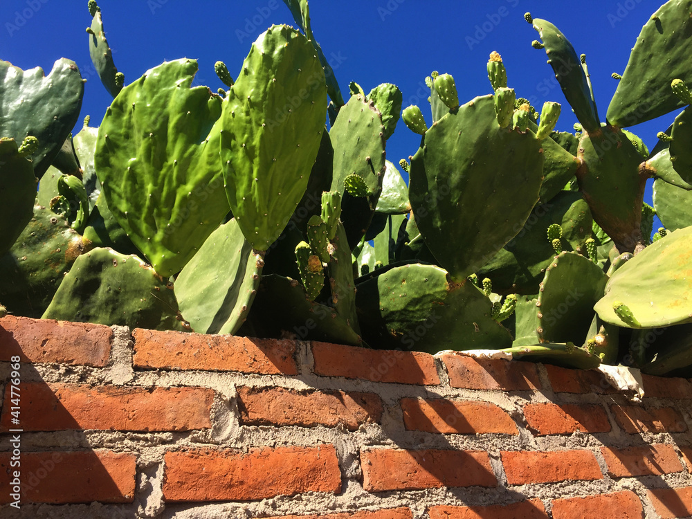 Planta de nopal con fruto tuna sobresalen de la barda Stock Photo ...