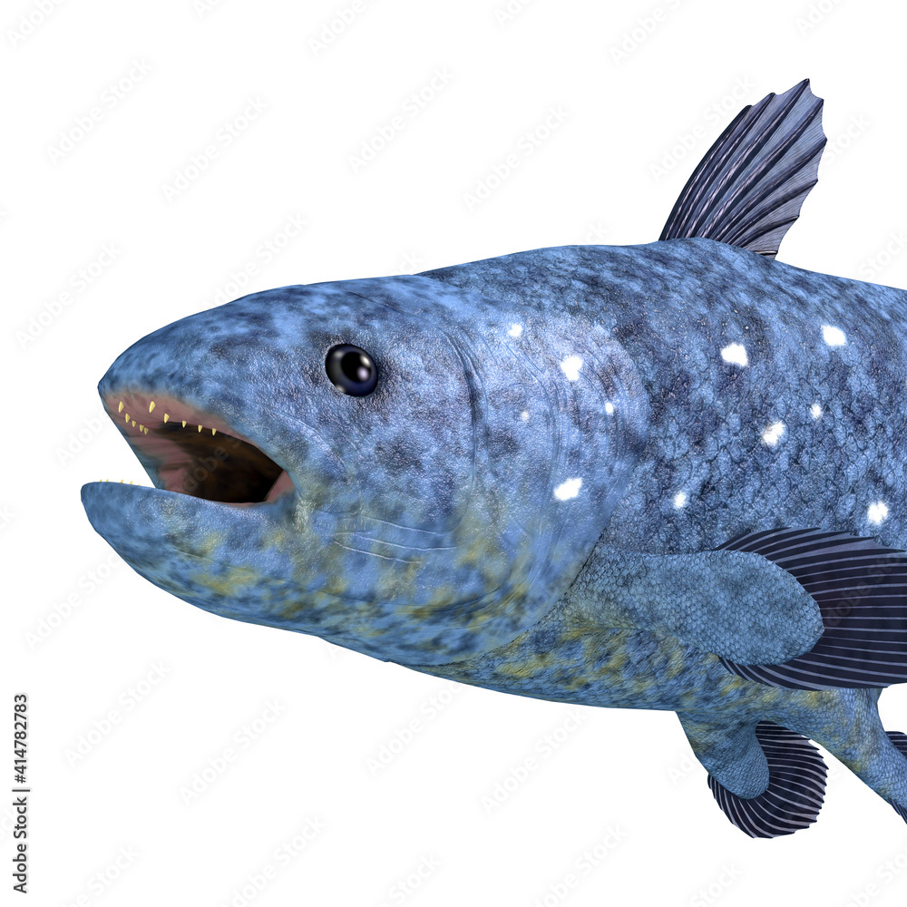Coelacanth Latimeria Fish Head - The Coelacanth fish was thought to be ...