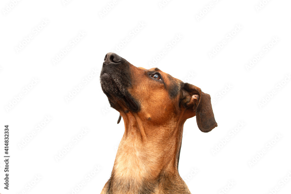 Schiller Hound