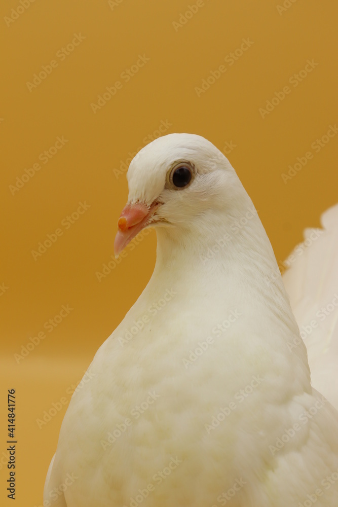 Yellow Fantail Pigeon