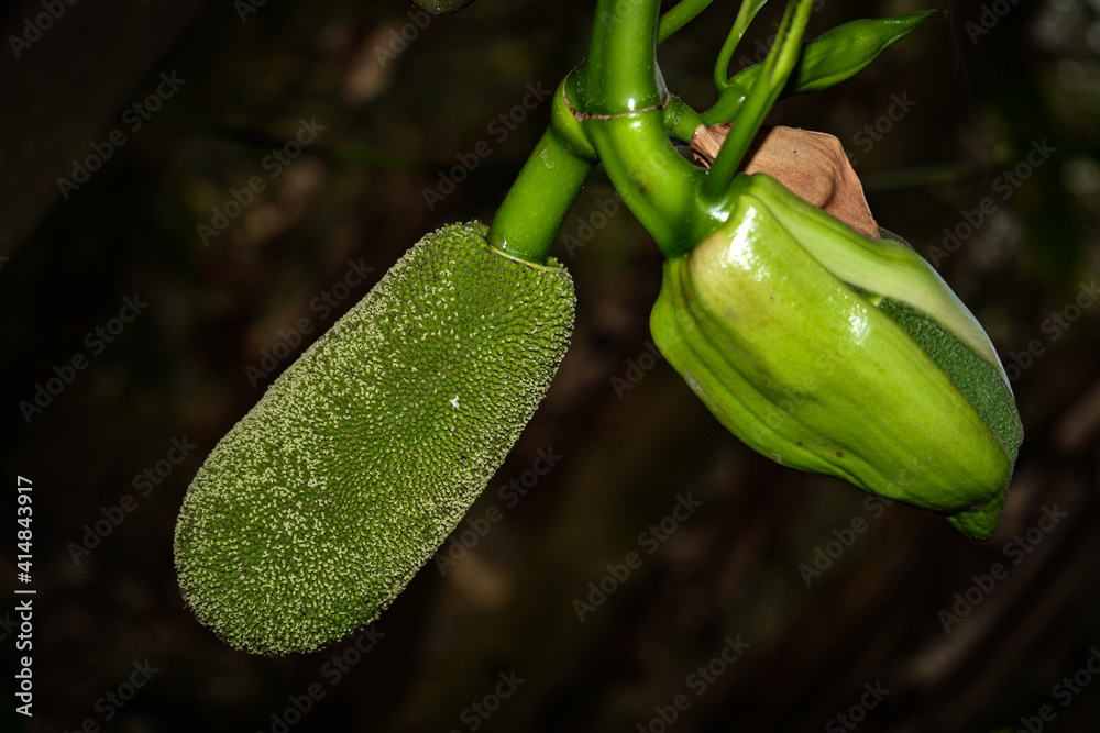 Jackfruit , Selective Focus , Fresh Asian Summer fruits named jackfruit ...