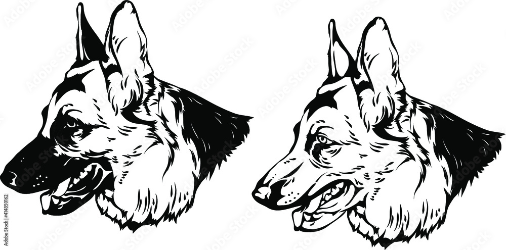 Portrait of a vector German Shepherd lines Beautiful dog snout breed ...