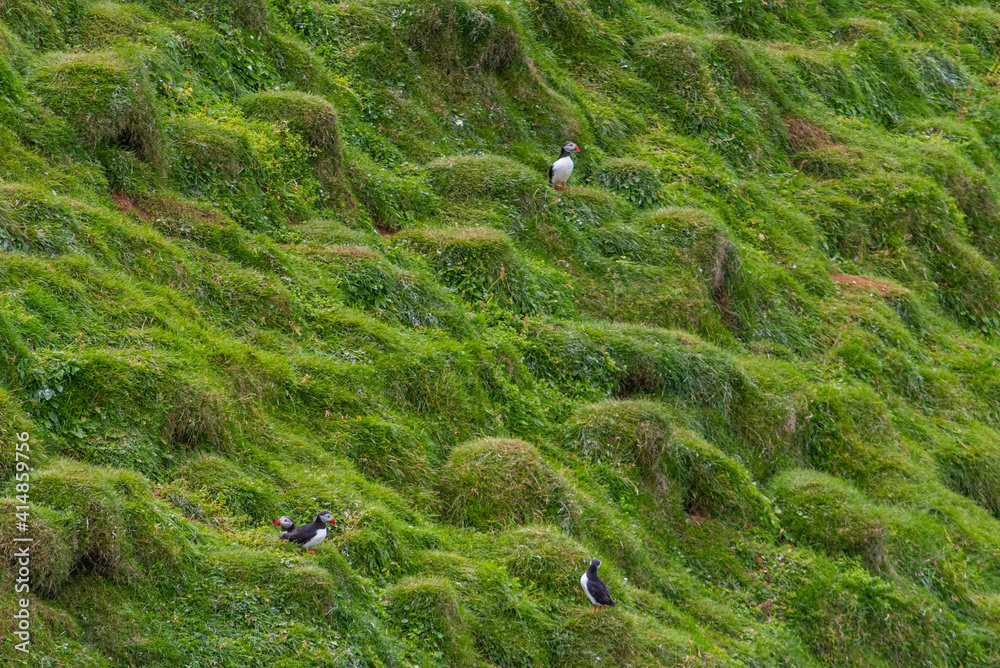Puffins nesting at Heimaey island on Iceland Stock Photo | Adobe Stock