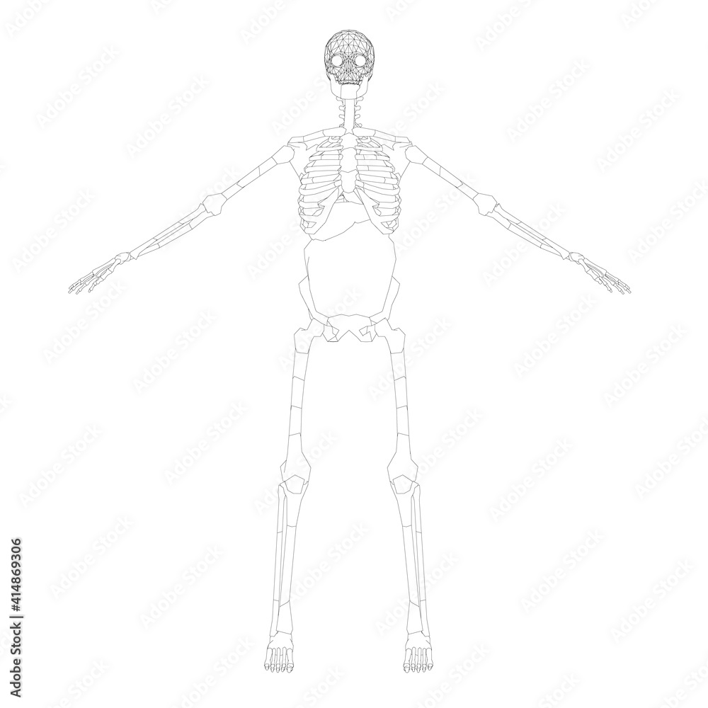 The contour of the human skeleton with raised hands. Front view. Vector ...