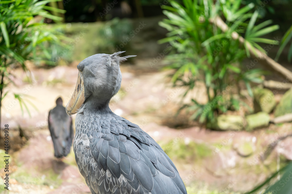 The Shoebill, Balaeniceps rex, also known as whalehead or shoe-billed ...