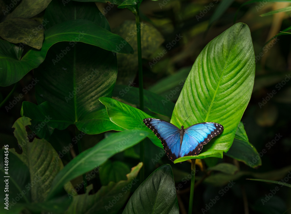 Blue morpho (morpho peleides) on green nature background, close-up ...