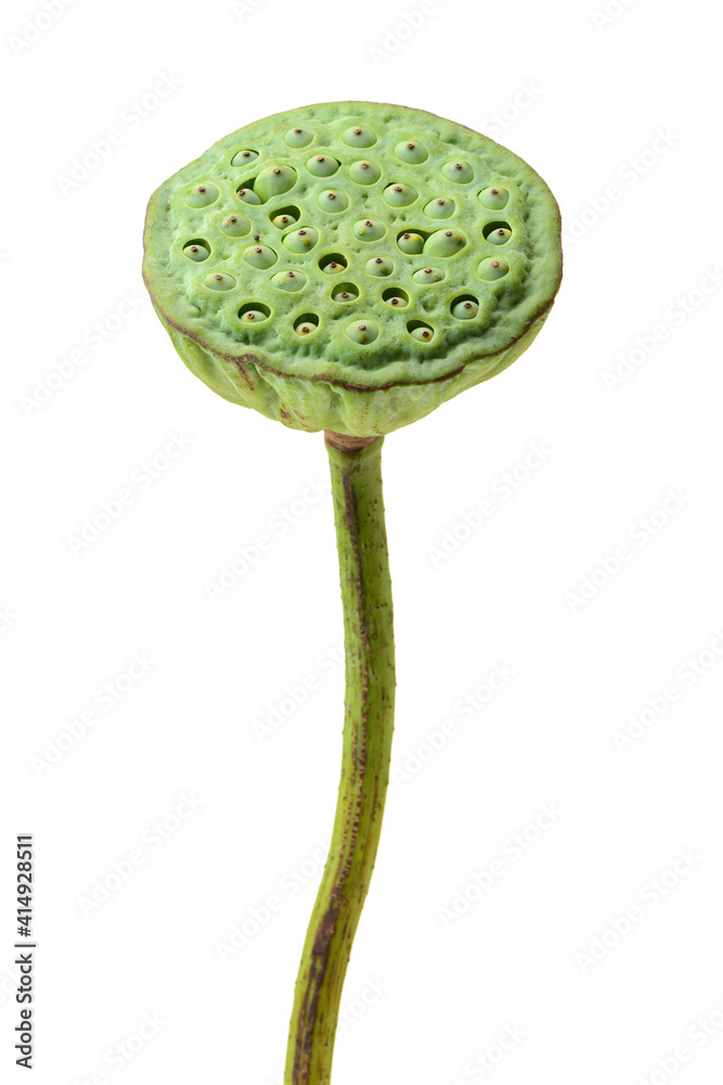 Foto Stock Lotus seed pot (lian zi) - The lotus seeds are used ...