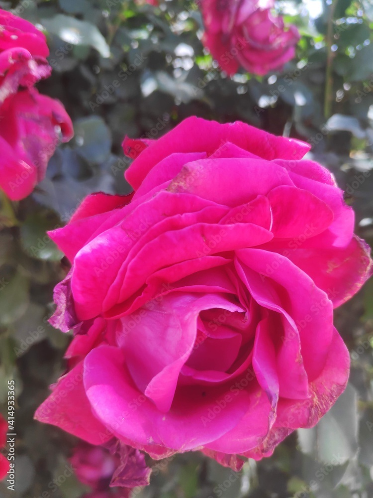ABHA, SAUDI ARABIA - MAY 27, 2019: CLOSEUP IMAGE TAKEN OF A BEAUTIFUL ...