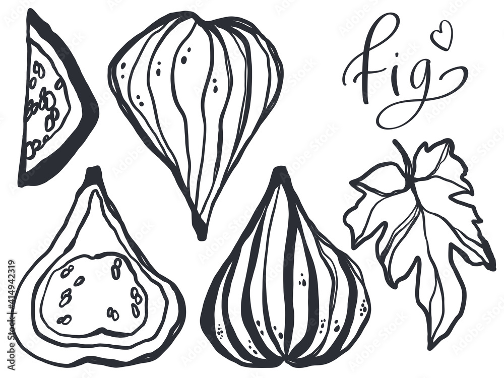 Fig fruit fruit set hand drawing graphic doodle isolate on white ...