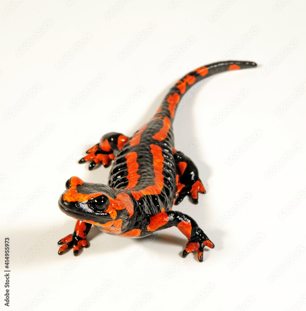 Roter Feuersalamander // red Fire salamander (Salamandra salamandra ...