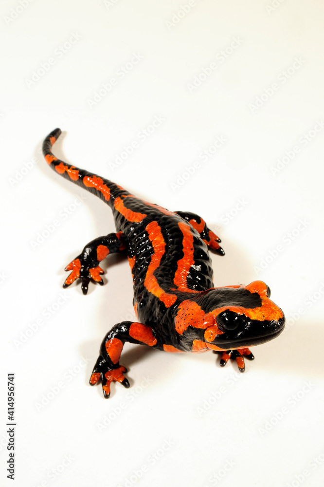 red Fire salamander // roter Feuersalamander (Salamandra salamandra ...