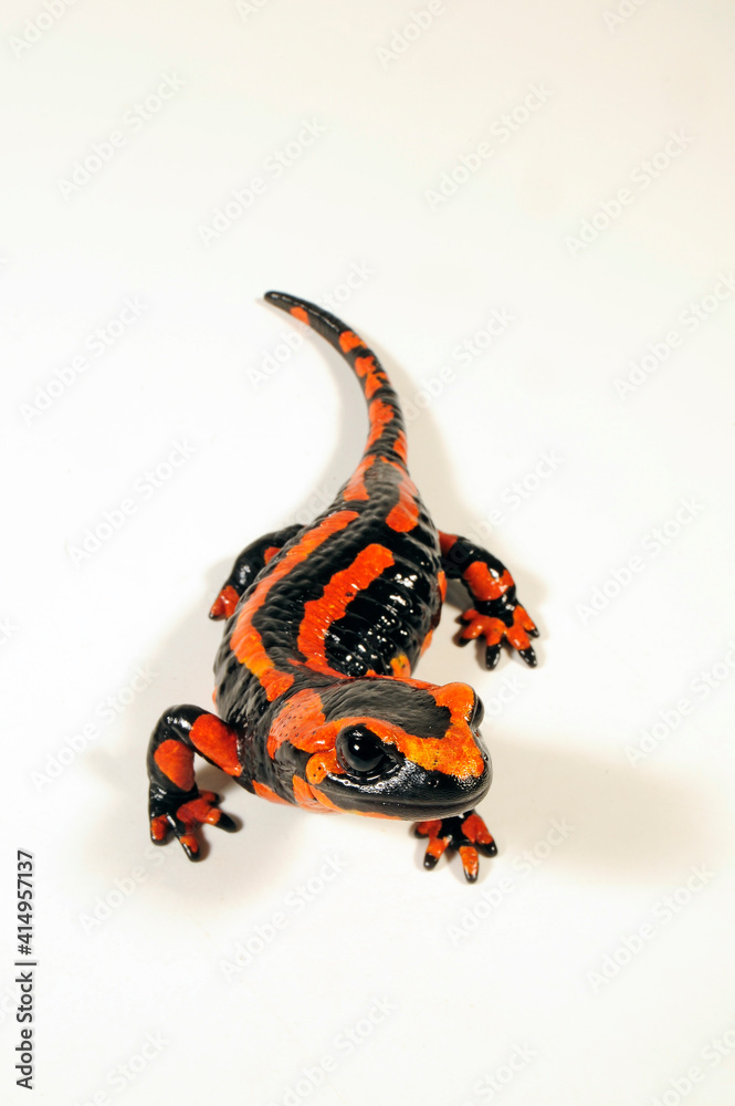 Roter Feuersalamander // red Fire salamander (Salamandra salamandra ...
