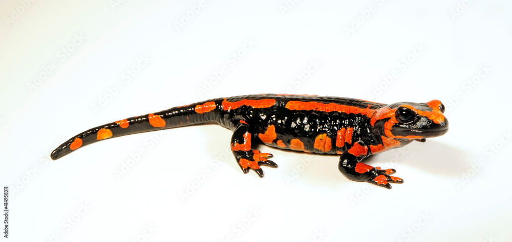 Roter Feuersalamander // red Fire salamander (Salamandra salamandra ...