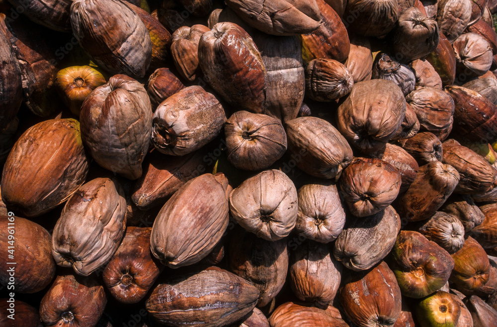 Foto de Cocotier, noix de coco, cocos nucifera, culture du copra ...