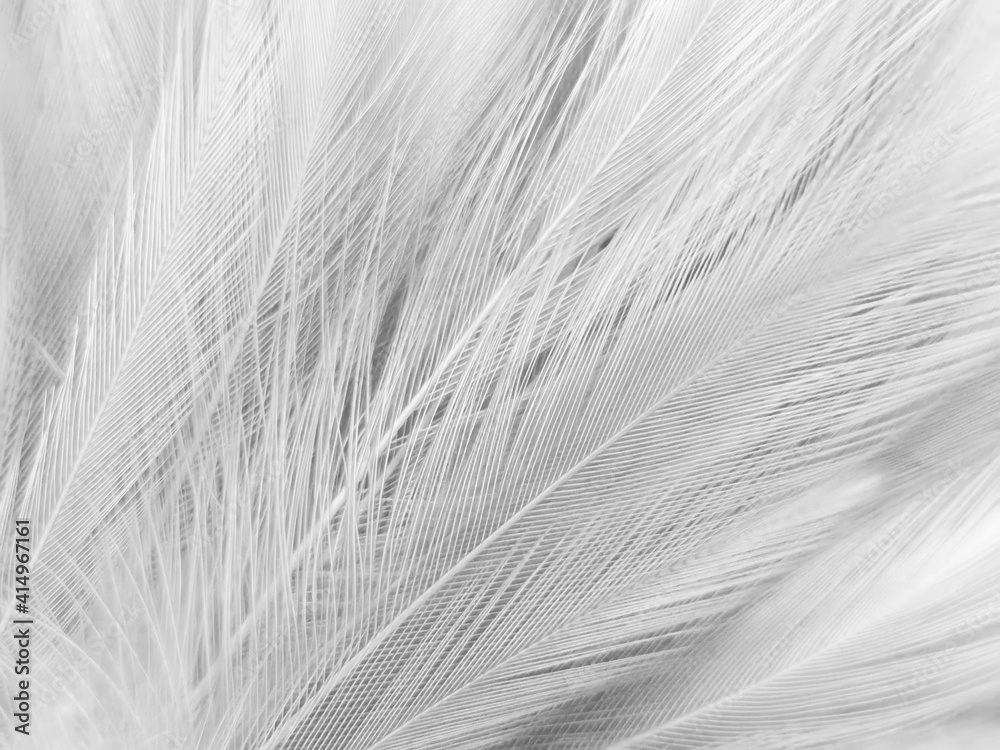 Beautiful abstract black feathers on white background and soft white ...