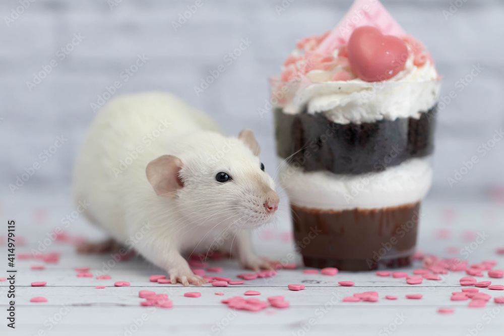 White cute decorative rat sits next to sweet dessert. A piece of ...