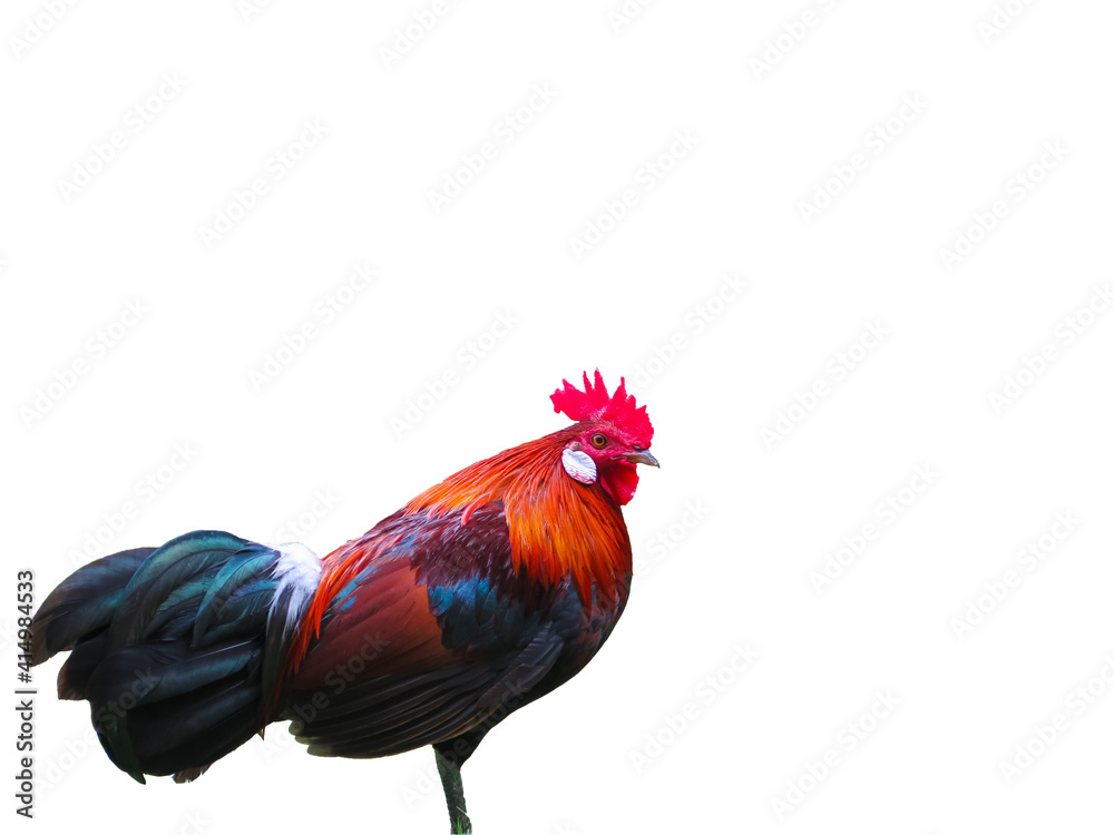 Red rooster standing one legged on white background, Chicken disable ...