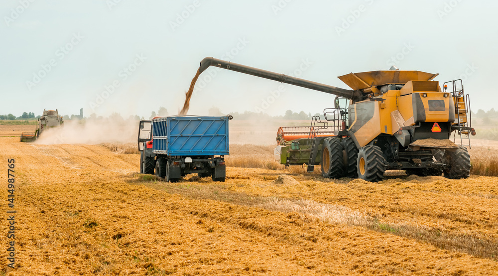 Unloading grains into truck by unloading auger. Combine harvesters cuts ...