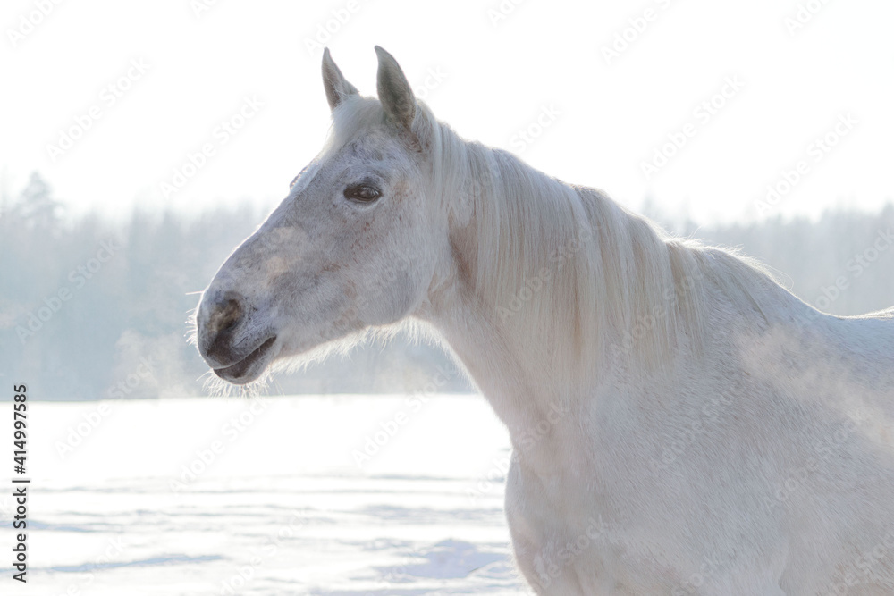 Grey flea-bitten half-arabian mare in the winter field full of snow in ...
