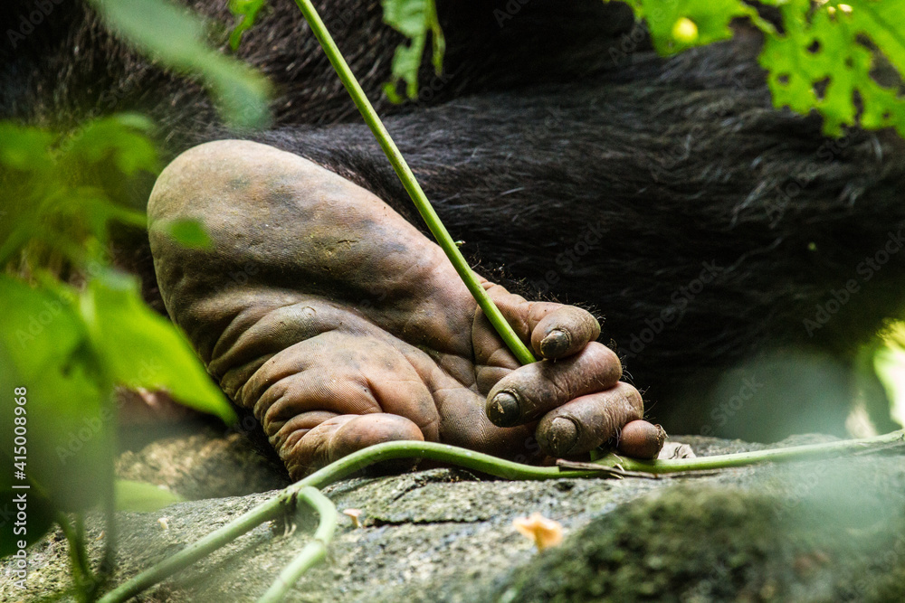 Schimpansenfuß Stock Photo | Adobe Stock