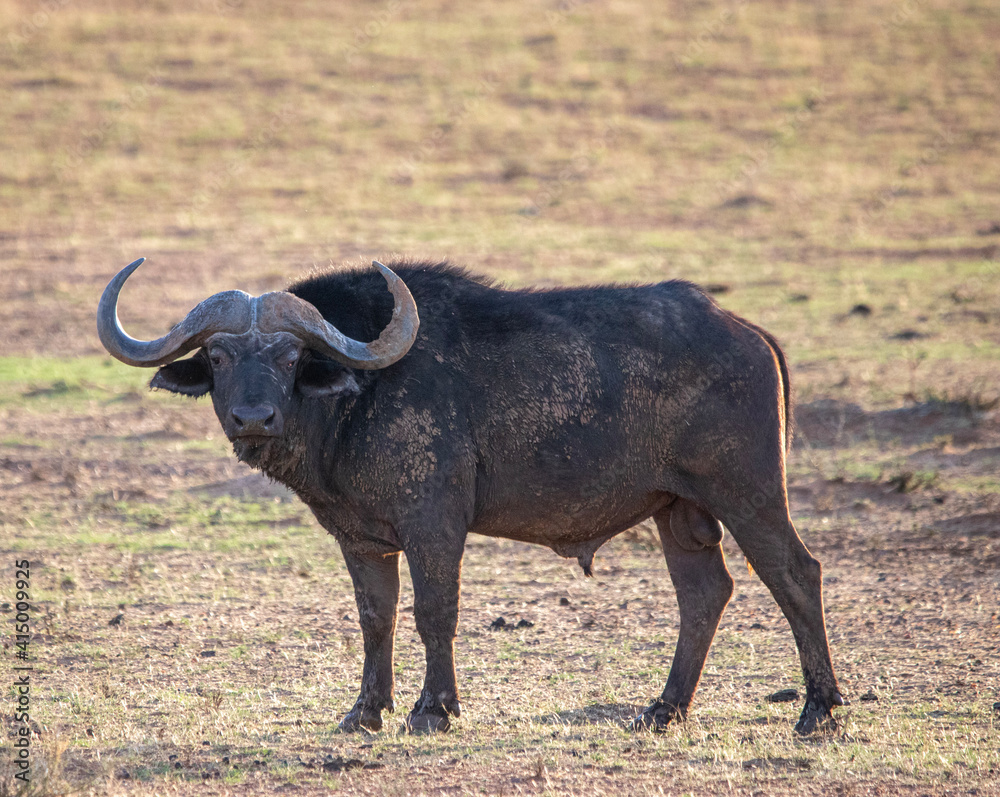 Cape buffalo bull in Mokala National Park, Kimberley South Africa Stock ...