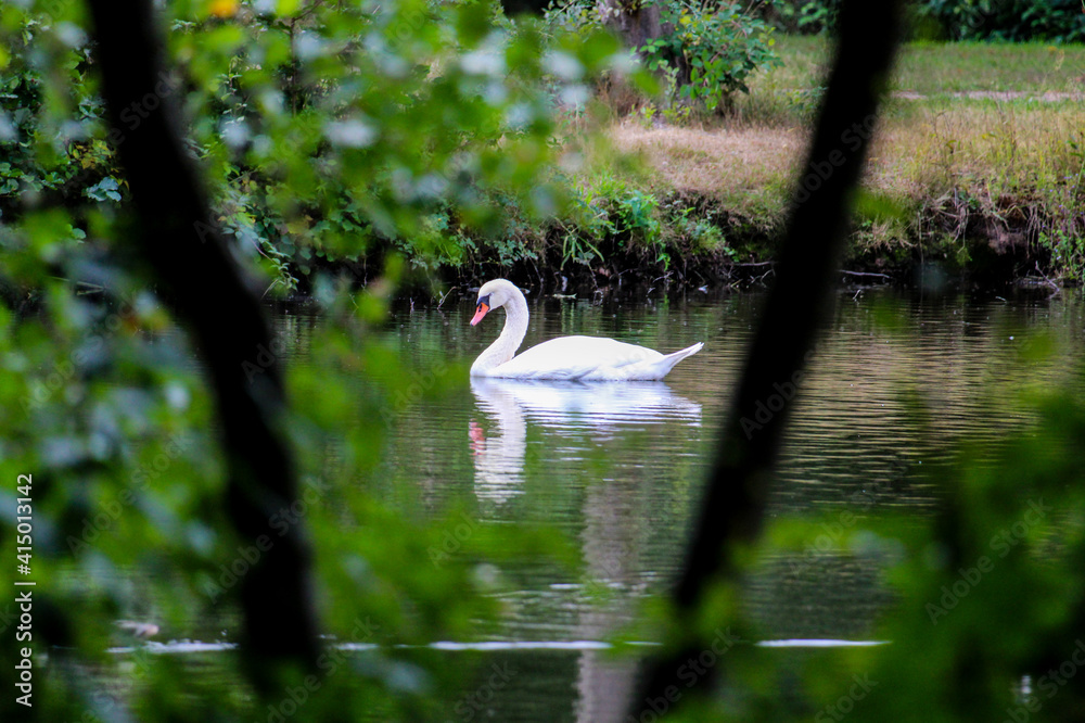 Der Schwan ist der Majestätische Herrscher seines Habitats. Hier konnte ...