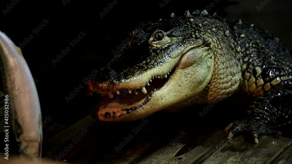 A scary alligator climbing up on a dock - horror movie monster Stock ...