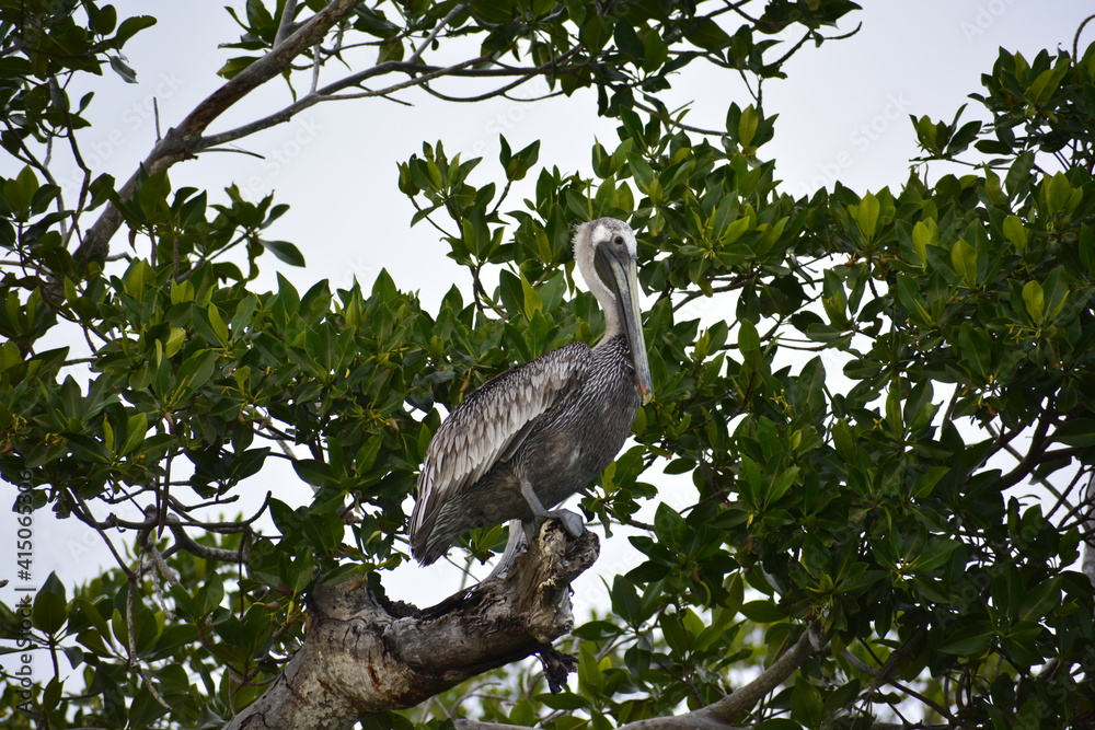 pelikano punta allen tulum mexico Stock Photo | Adobe Stock