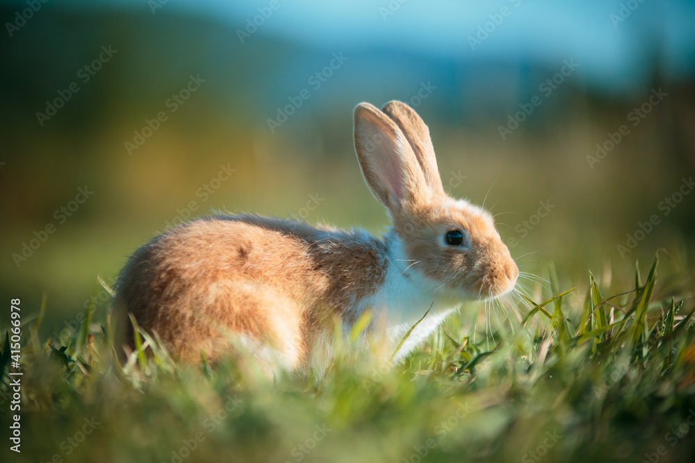Conejo 1 Stock Photo | Adobe Stock